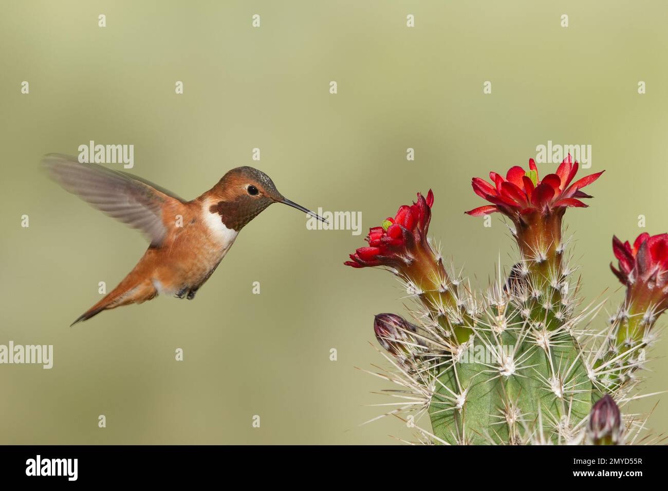 Rufous Hummingbird male, Selasphorus rufus, feeding at cactus flower ...