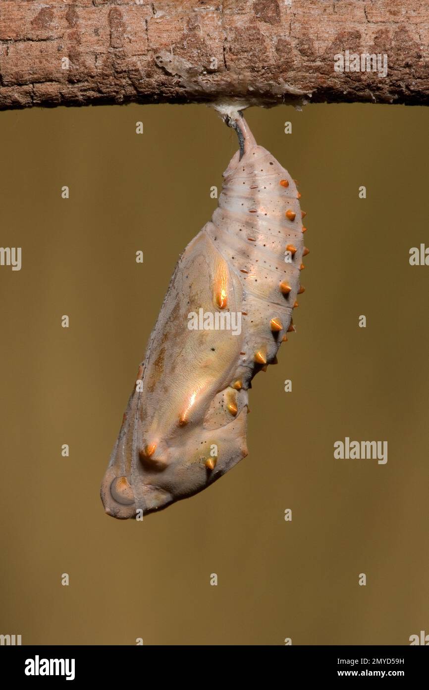 Painted Lady Butterfly 2-day old chrysalis, Vanessa cardui, Nymphalidae ...