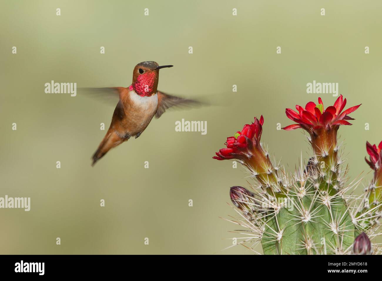 Rufous Hummingbird male, Selasphorus rufus, feeding at cactus flower ...