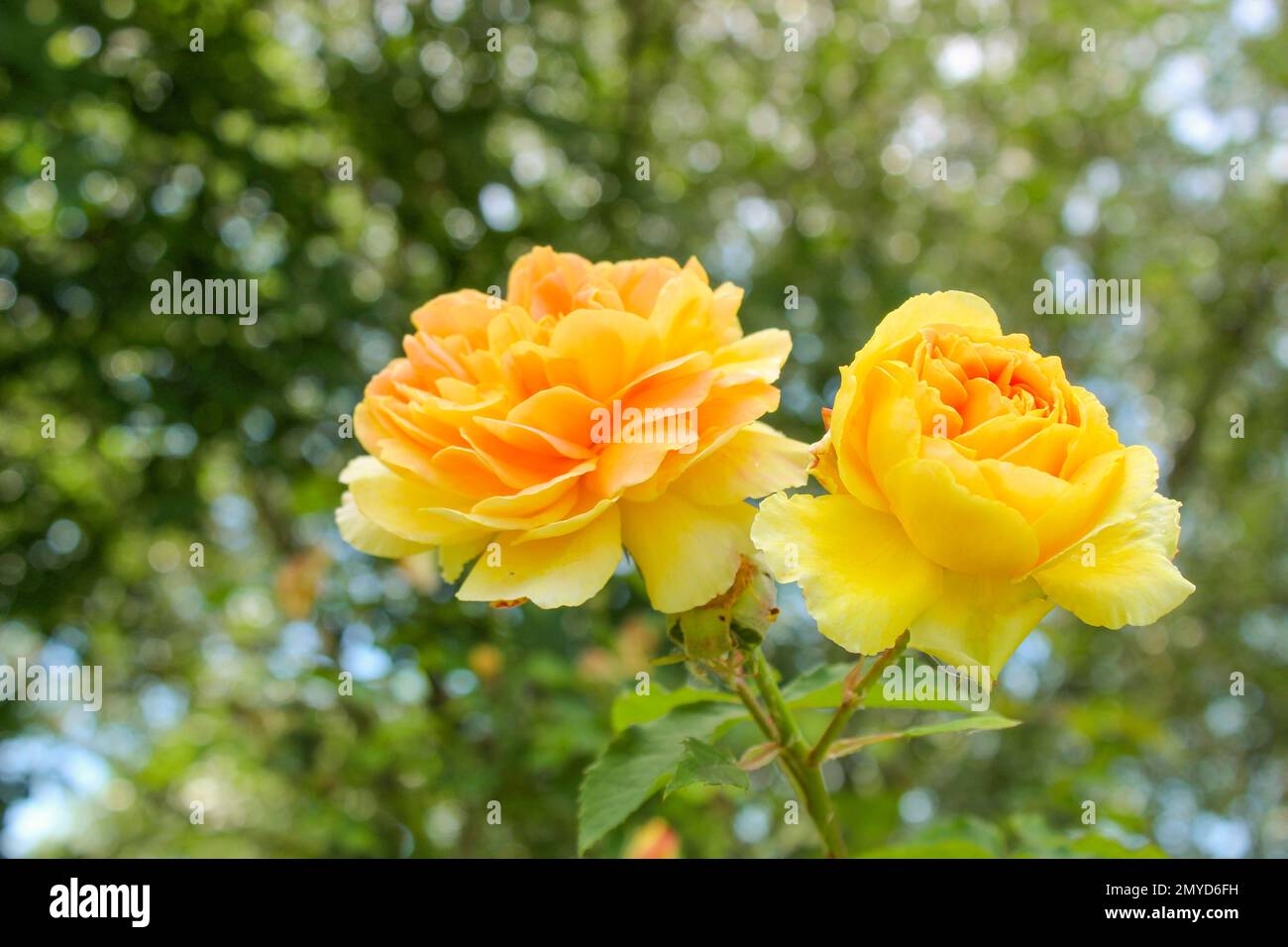 yellow shrub rose cultivar, Rosa Golden Celebration Stock Photo - Alamy