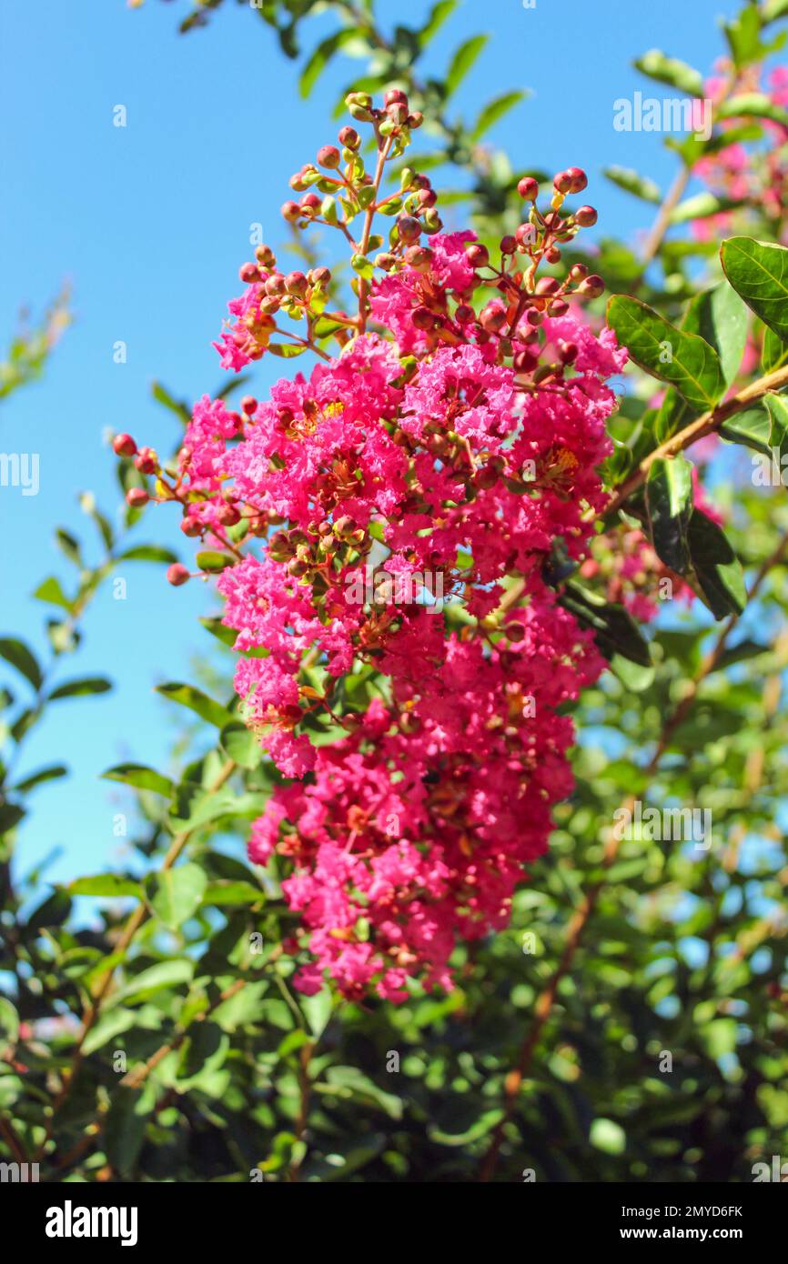 Lagerstroemia indica, the crape myrtle flowering plant in the genus ...