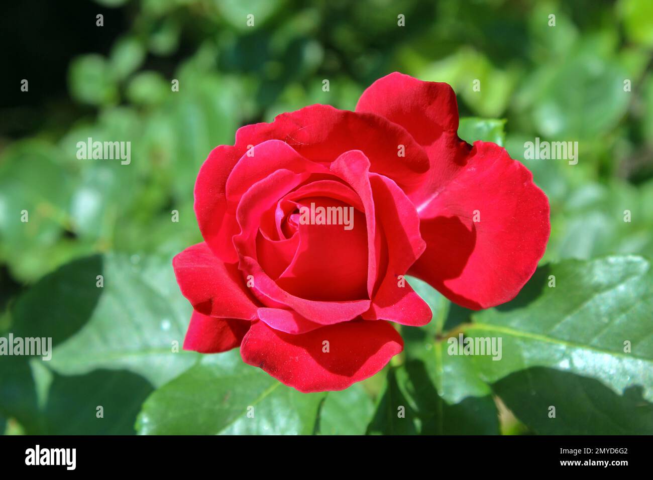 Rosa Veterans Honor, hybrid tea rose that typically grows Stock Photo ...