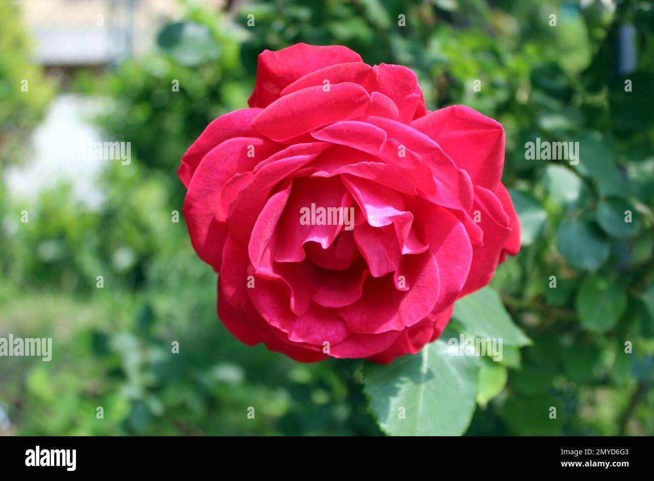 Cherry Garland rose stock photo Stock Photo - Alamy