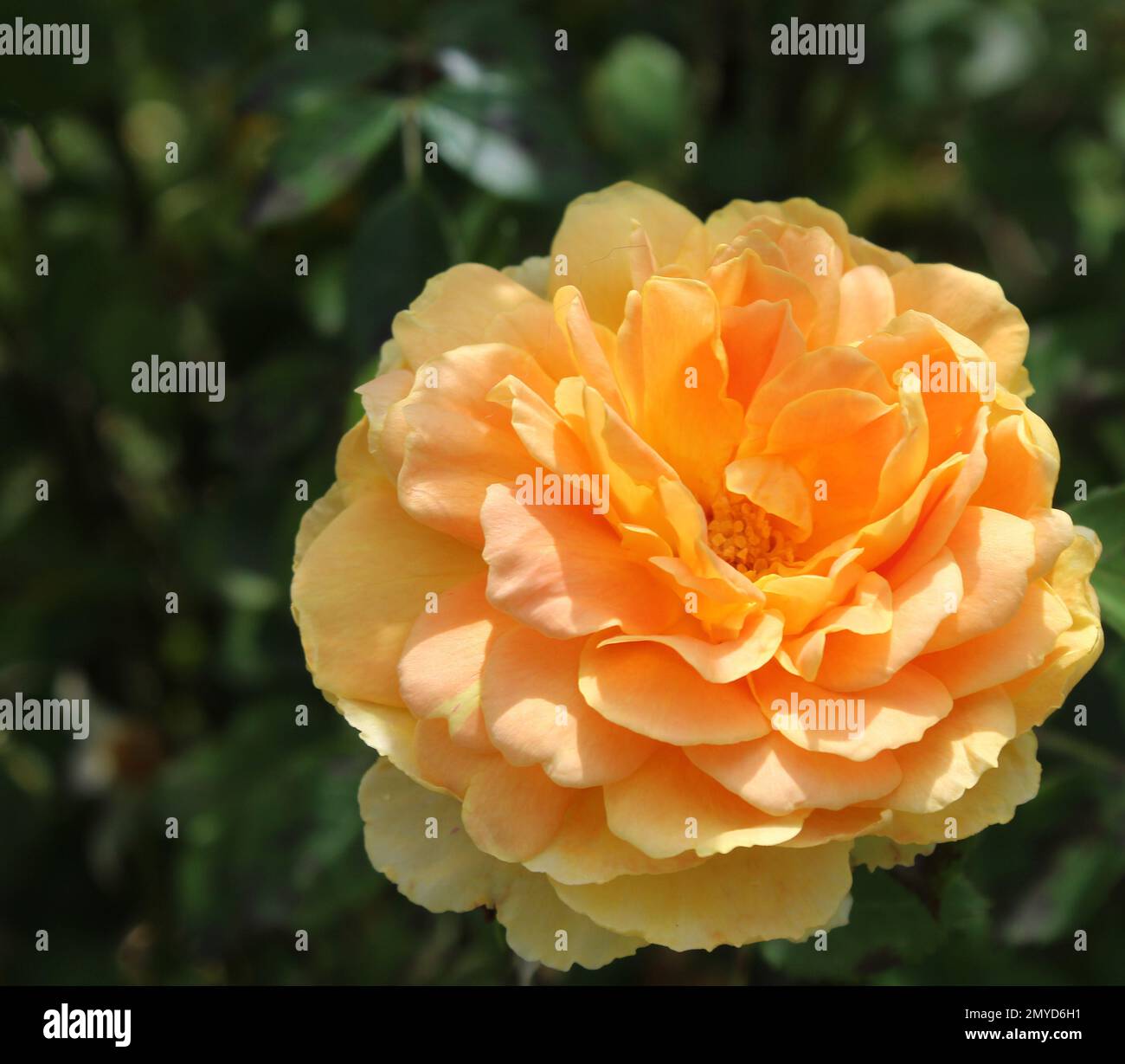 Rosa Golden Celebration, yellow shrub rose cultivar Stock Photo - Alamy