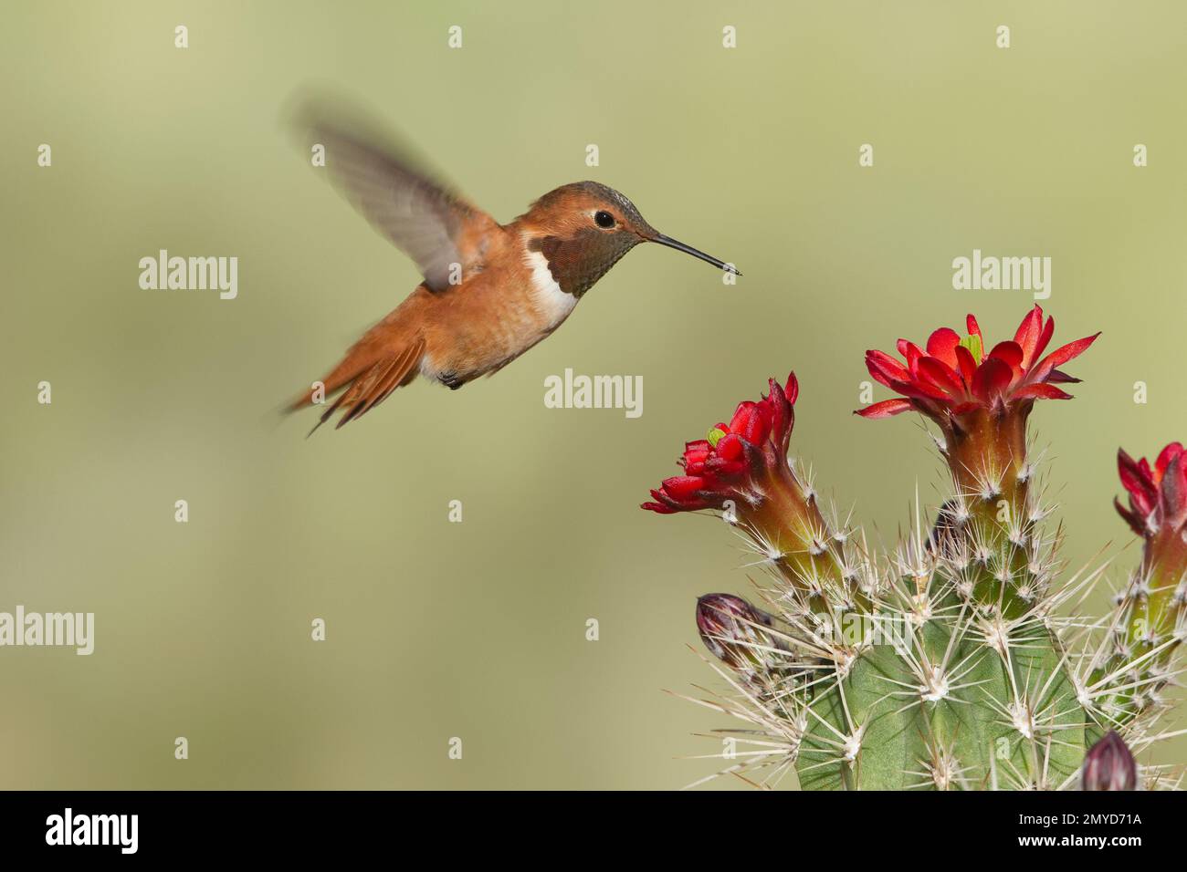 Rufous Hummingbird male, Selasphorus rufus, feeding at cactus flower ...