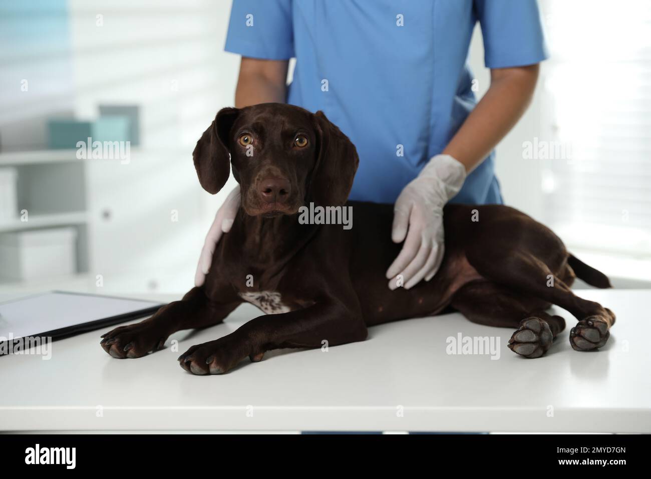 Professional veterinarian examining dog in clinic, closeup Stock Photo ...