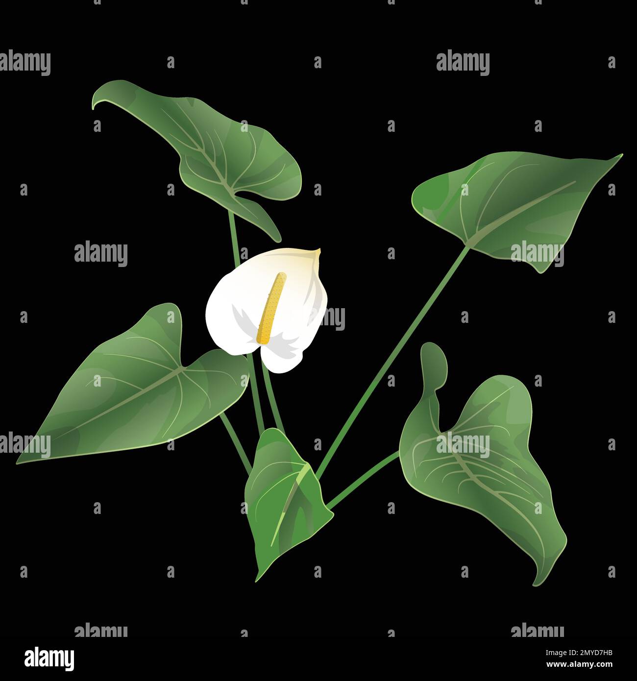 Bouquet of white anthuriums, isolated image on black background Stock ...