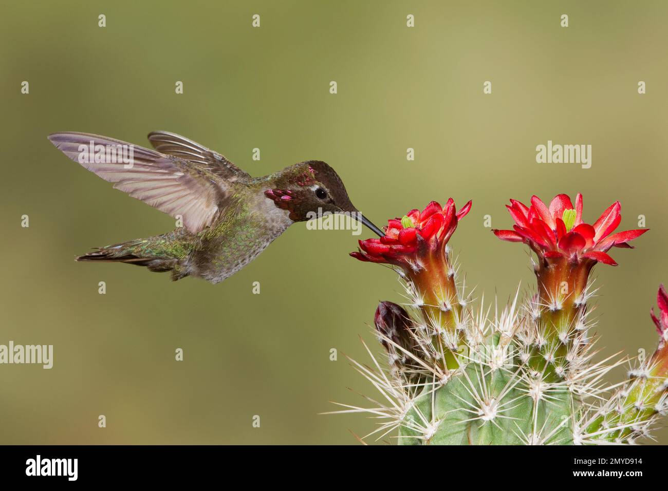 Anna's Hummingbird male, Calypte anna, feeding at cactus flower ...