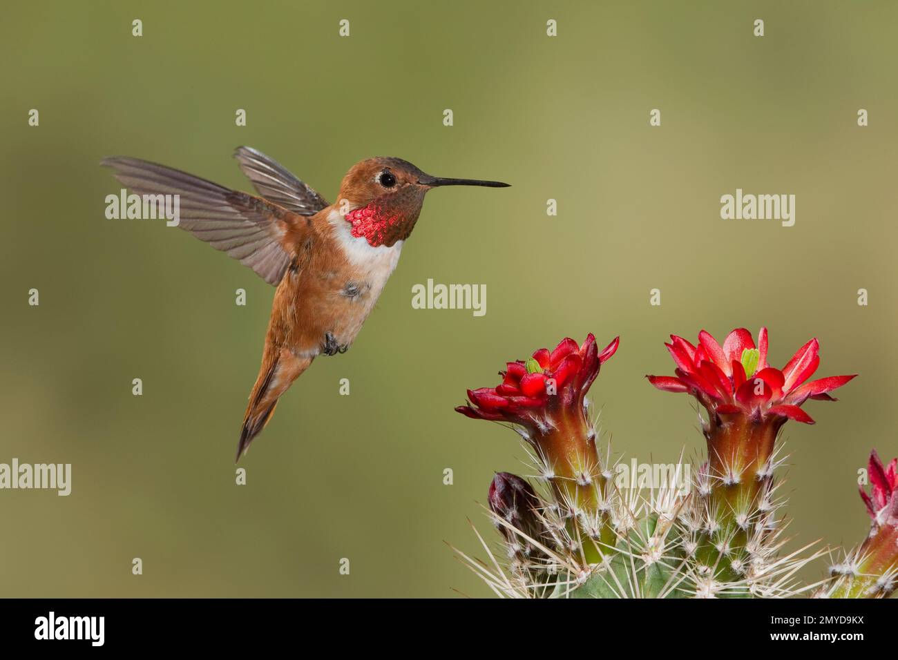Rufous Hummingbird male, Selasphorus rufus, feeding at cactus flower ...