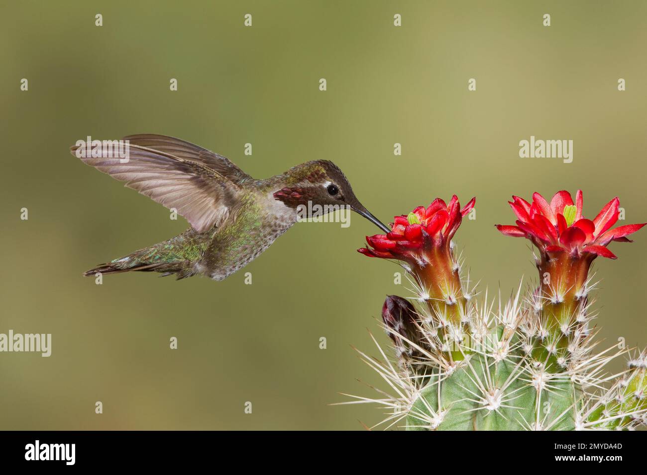 Anna's Hummingbird male, Calypte anna, feeding at cactus flower ...