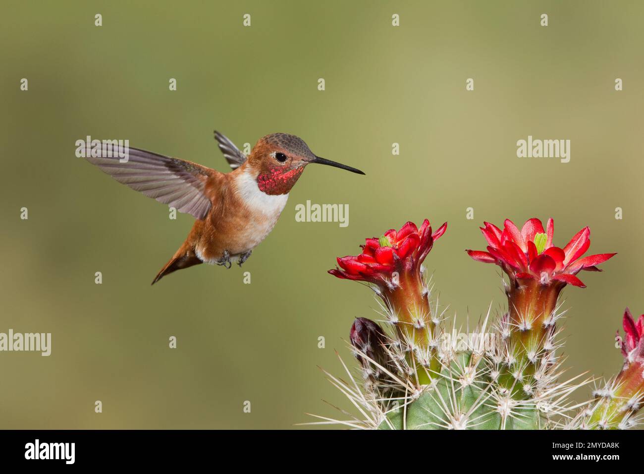 Rufous Hummingbird male, Selasphorus rufus, feeding at cactus flower ...