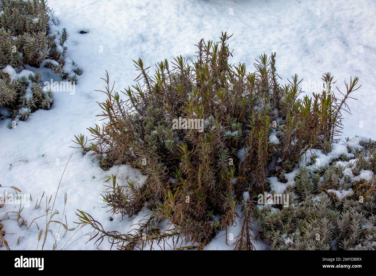Lavender bush in winter covered with snow. Plants and flowers in winter ...
