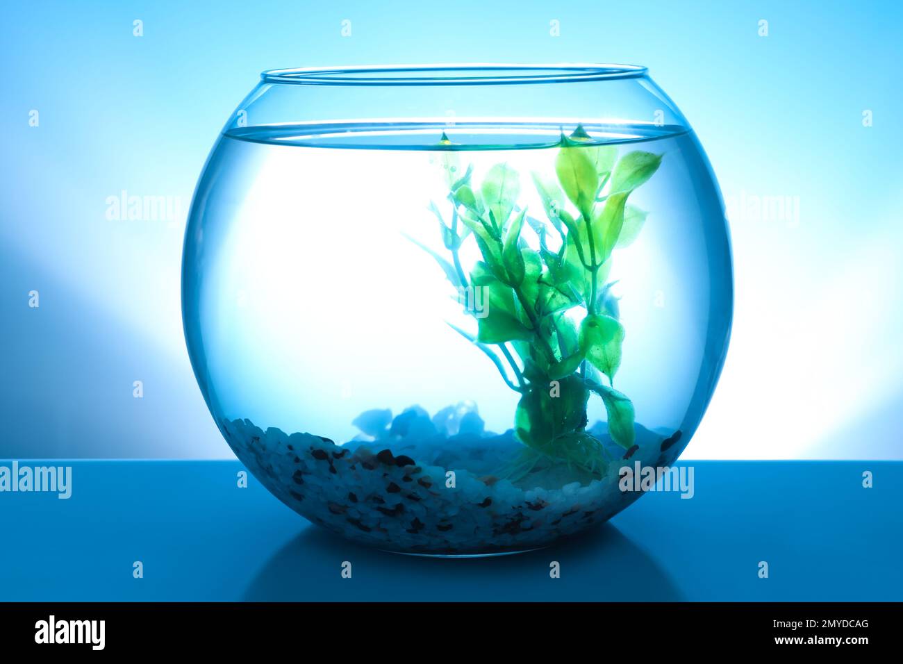 Glass fish bowl with clear water, plant and decorative pebble on blue ...
