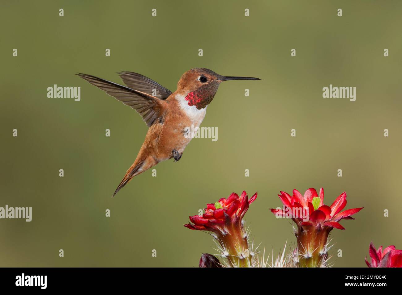 Rufous Hummingbird male, Selasphorus rufus, feeding at cactus flower ...