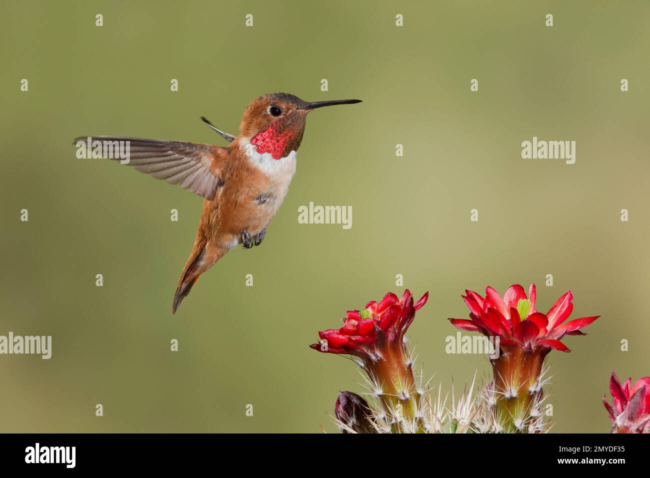 Rufous Hummingbird male, Selasphorus rufus, feeding at cactus flower ...