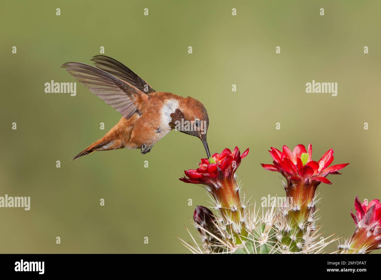 Rufous Hummingbird male, Selasphorus rufus, feeding at cactus flower ...