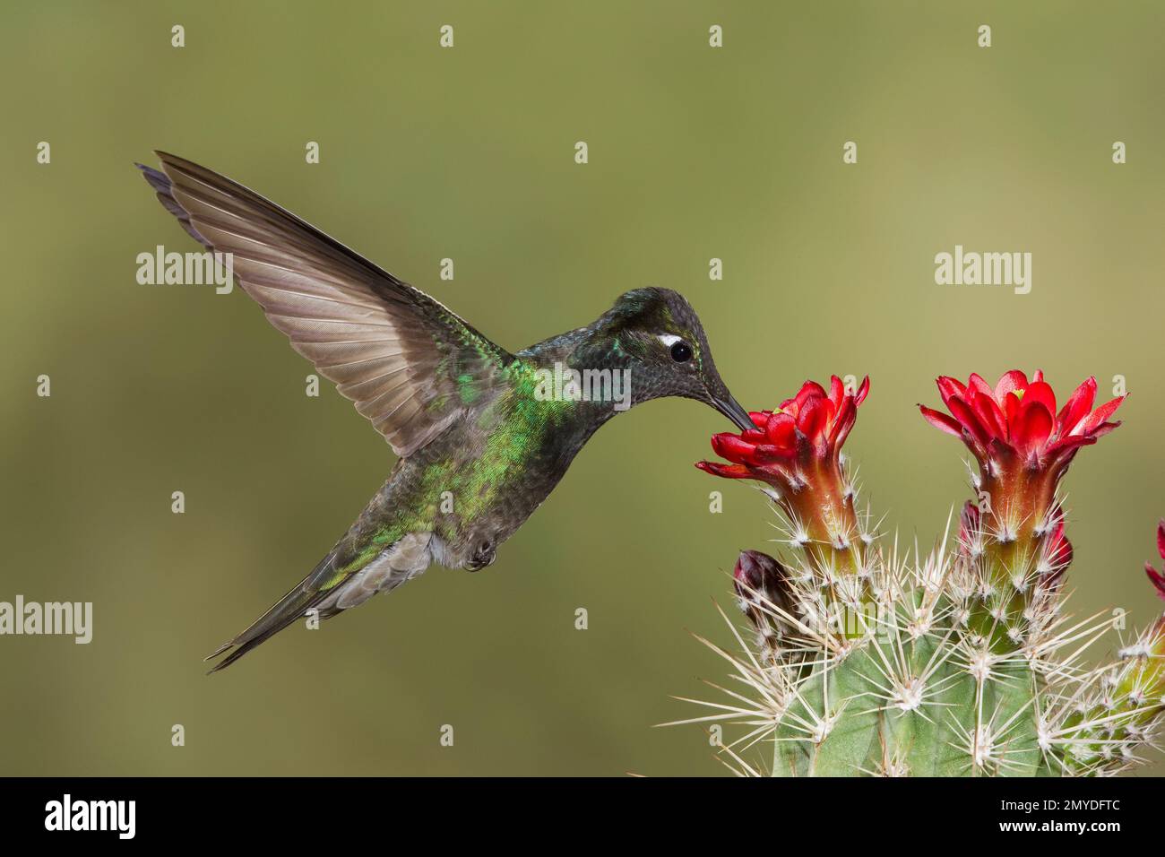 Magnificent Hummingbird male, Eugenes fulgens, feeding at cactus flower ...