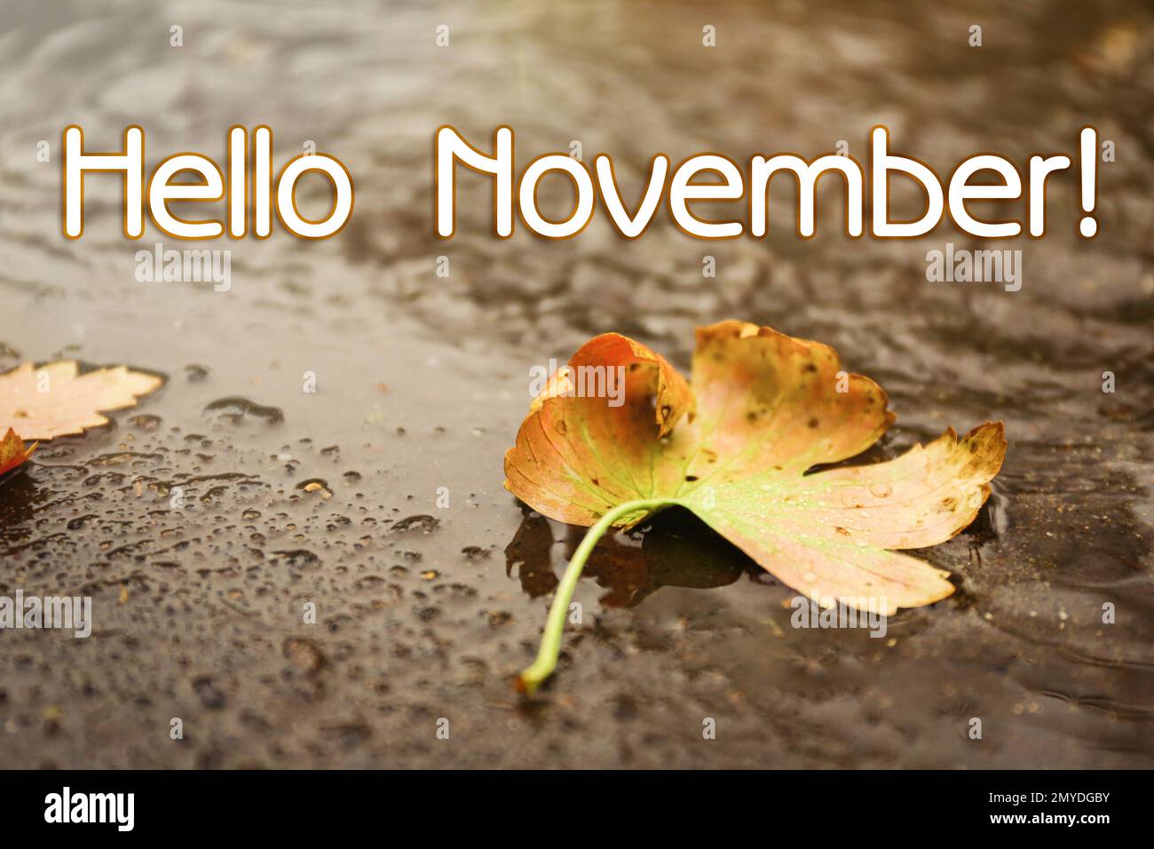 November card hi-res stock photography and images - Alamy