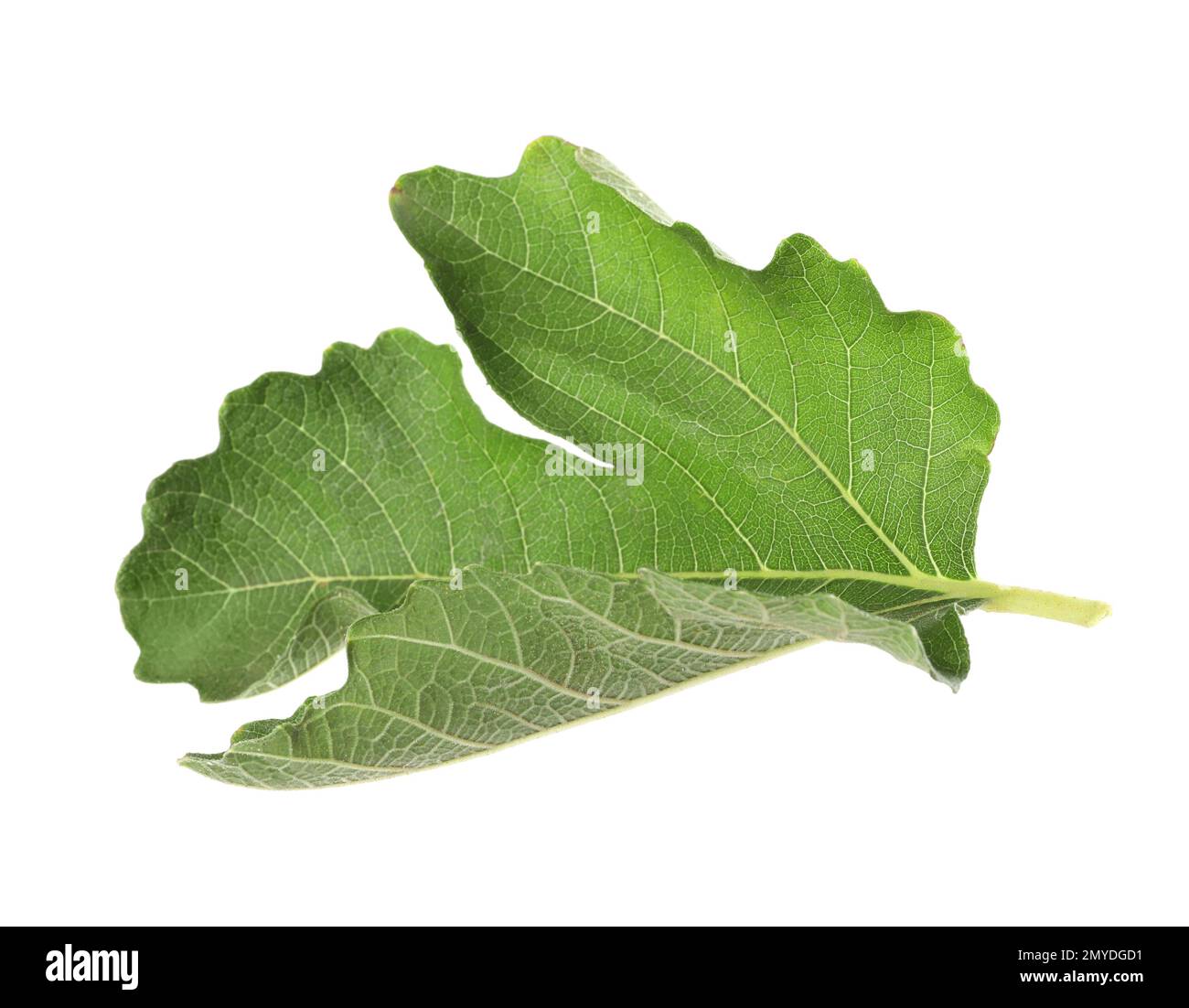 Fresh green fig leaf isolated on white Stock Photo - Alamy