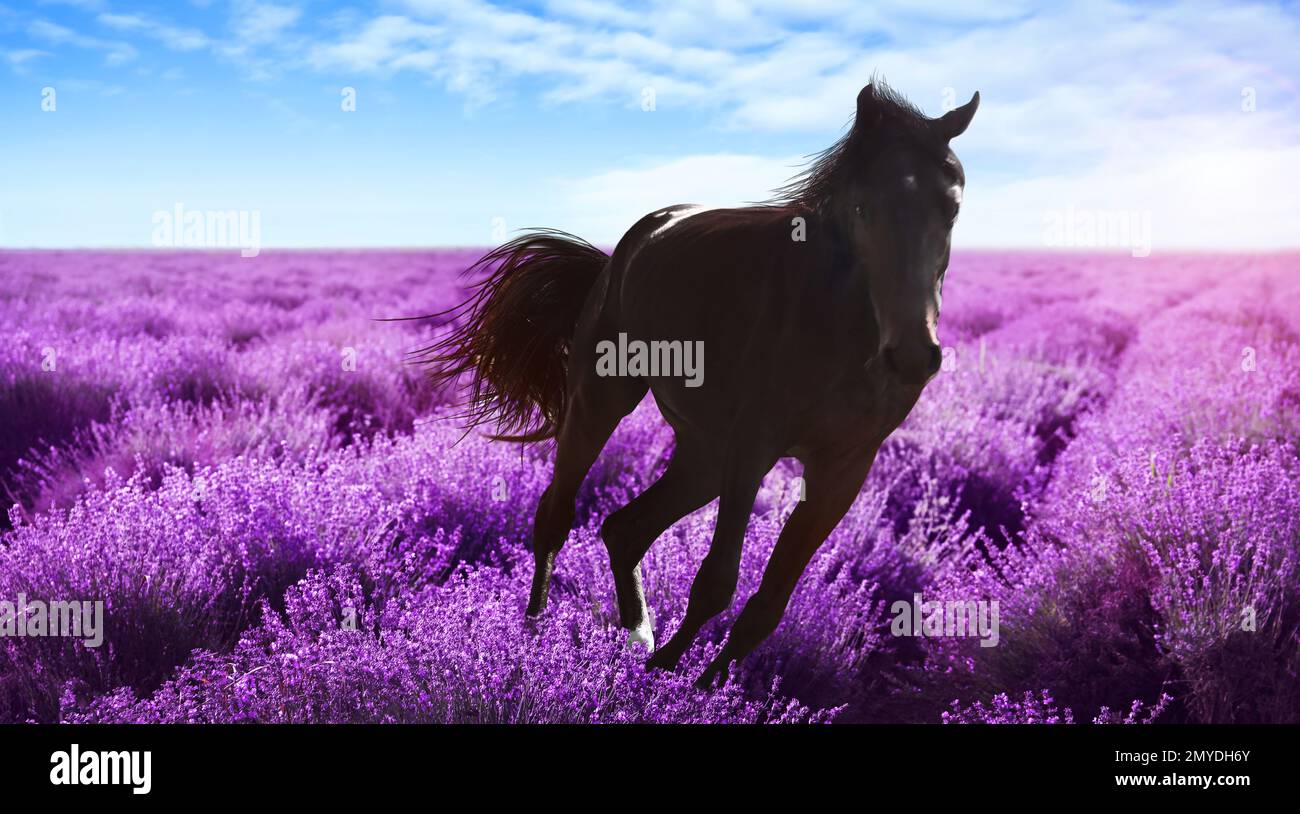 Beautiful horse running in lavender field under blue sky. Banner design ...