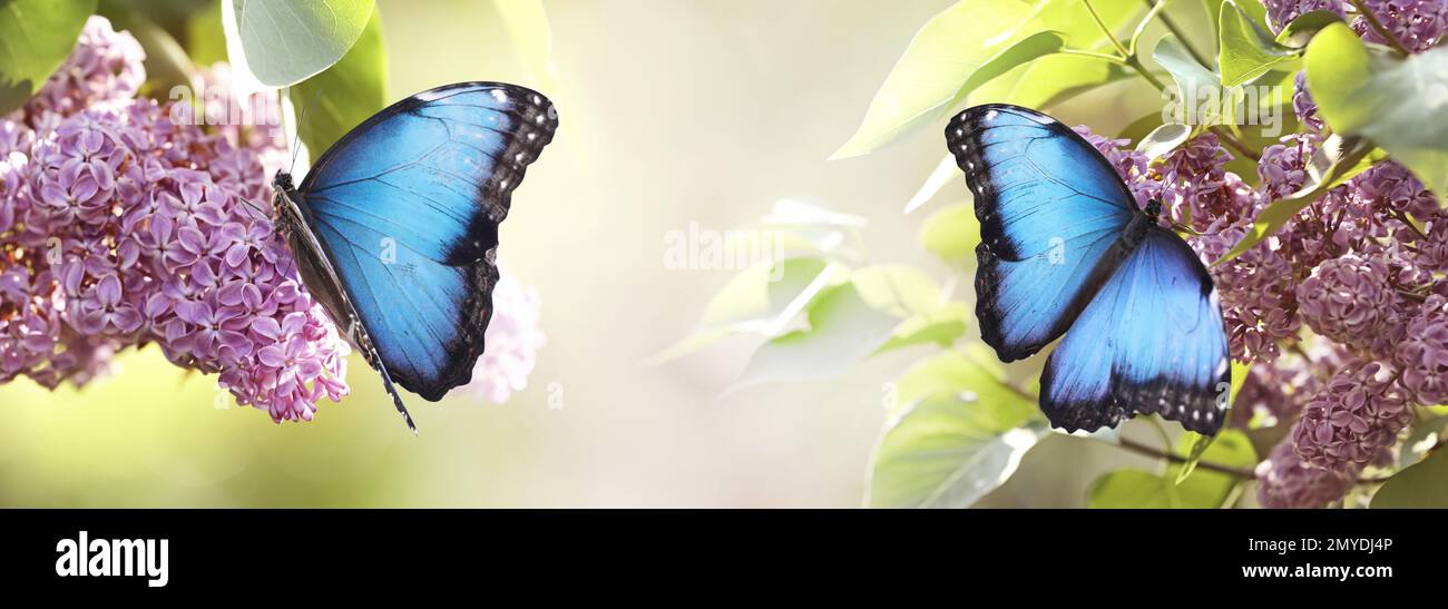 Amazing common morpho butterflies on lilac flowers in garden, banner ...