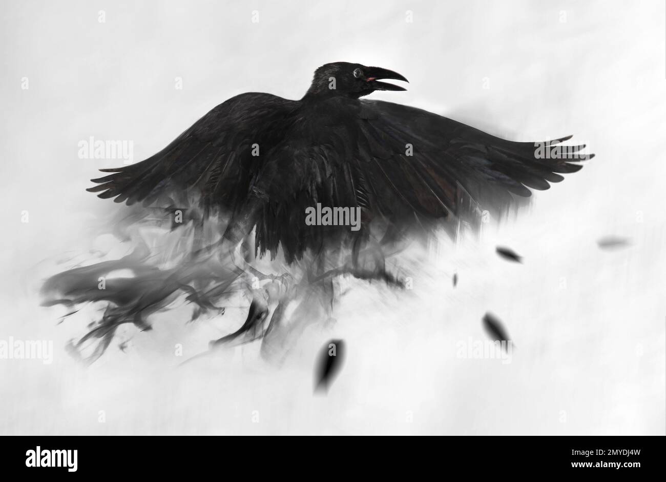 Black raven flying through mist, fantasy image Stock Photo - Alamy