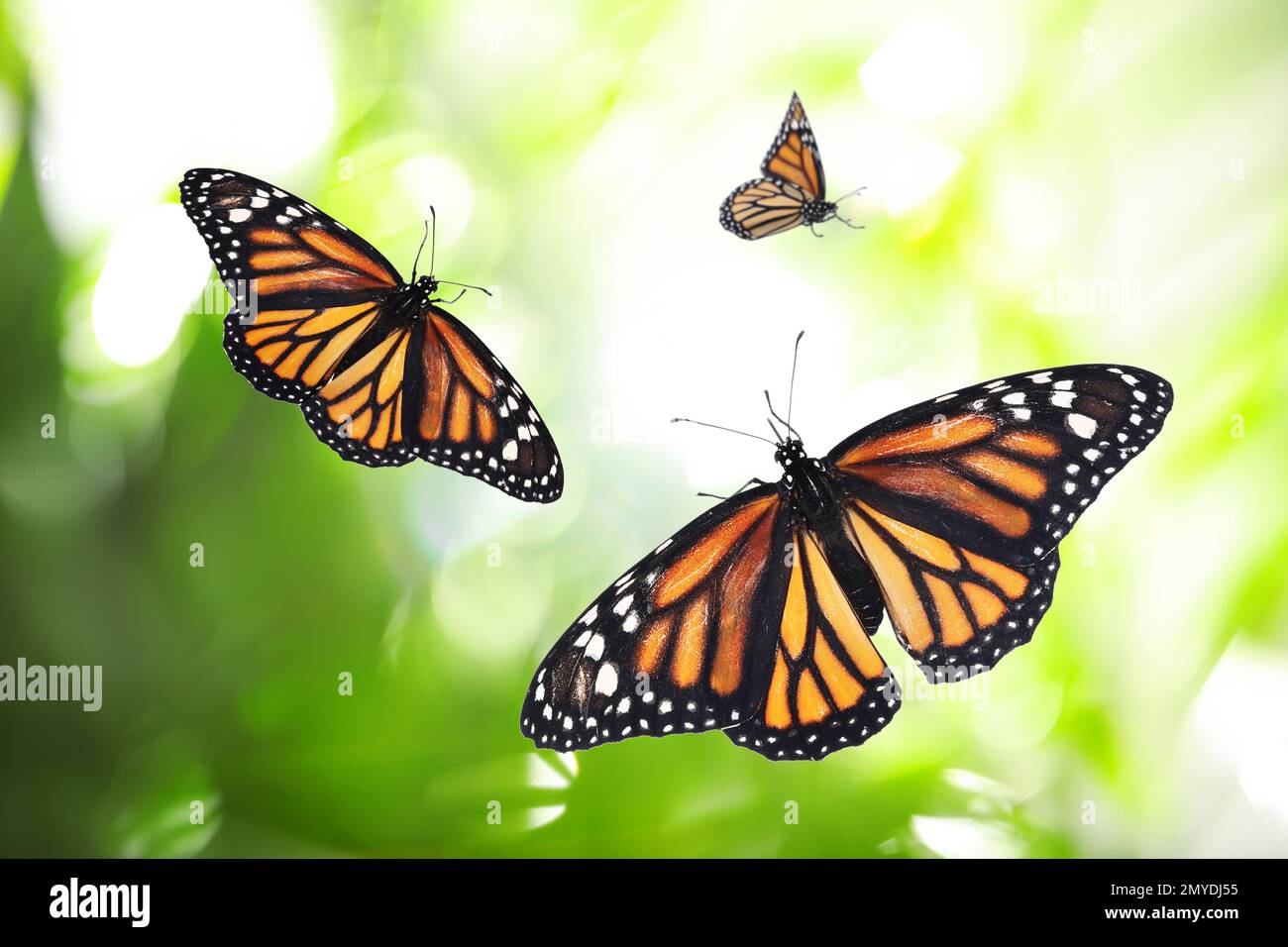 Butterflies Flying Together Butterflies Flying Together