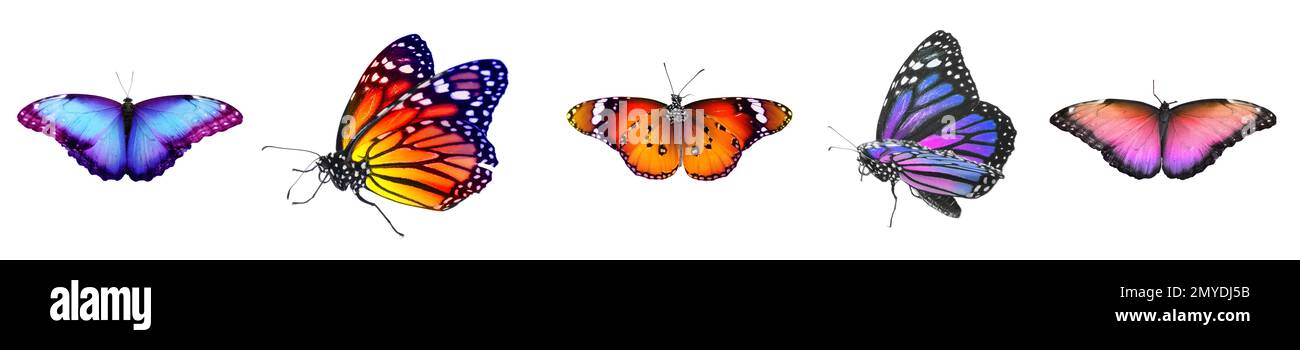 Collection of amazing bright butterflies isolated on white. Banner ...