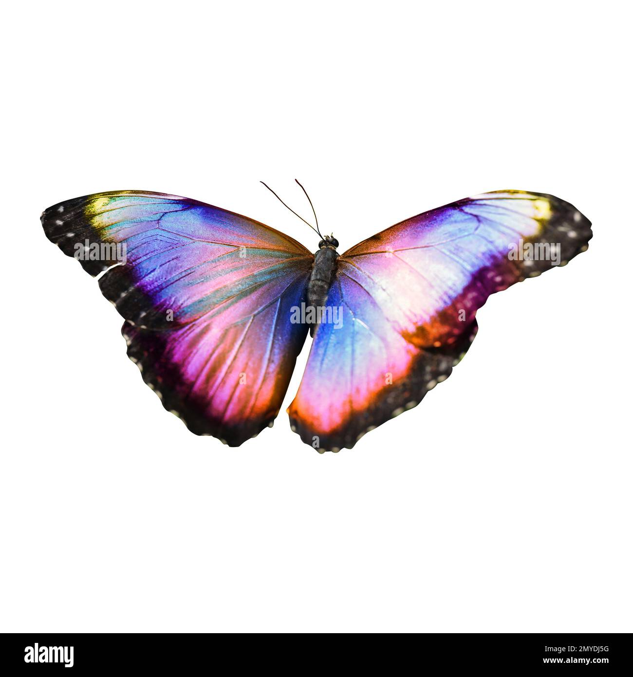 Amazing bright color butterfly isolated on white Stock Photo - Alamy