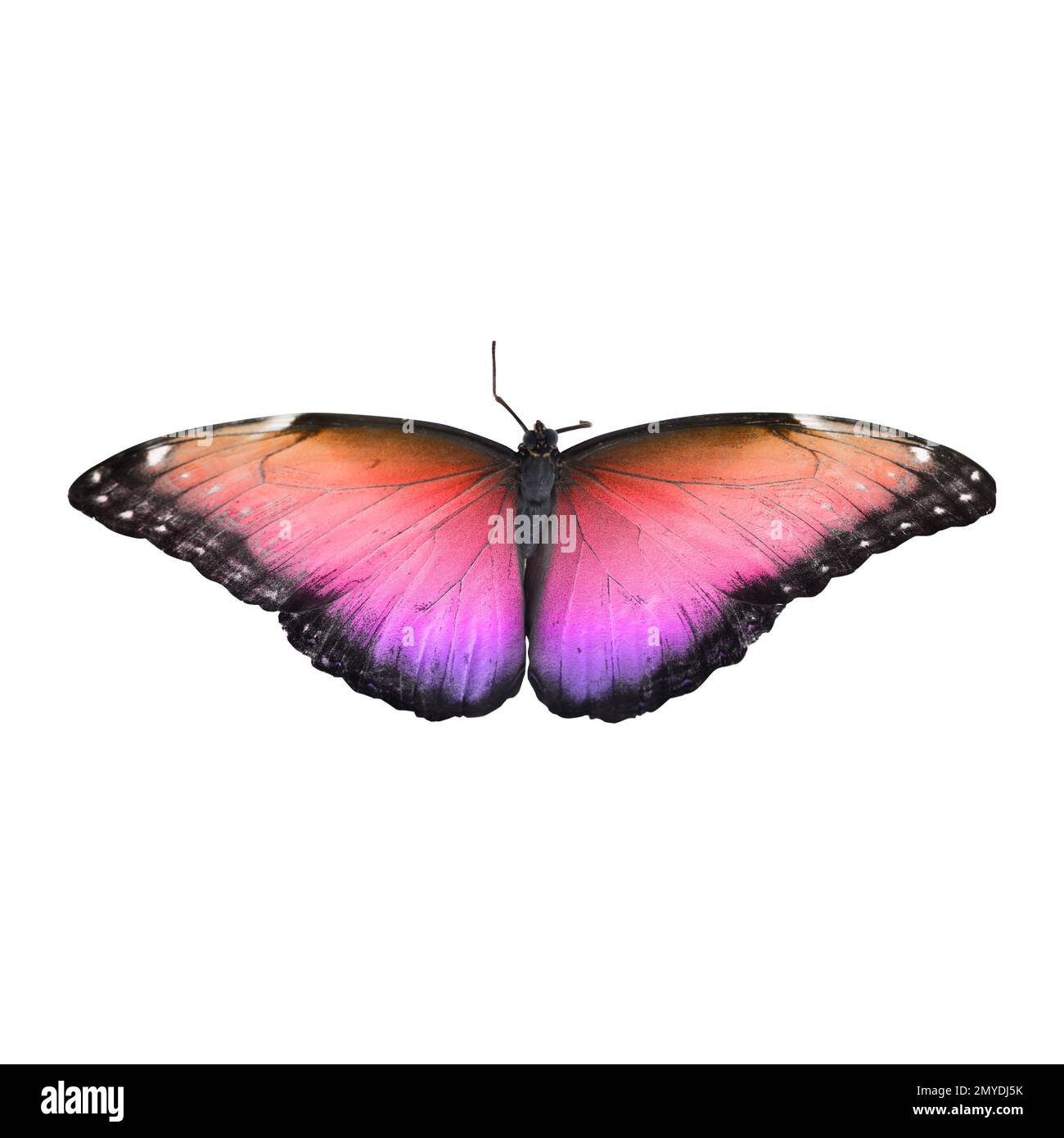Amazing bright color butterfly isolated on white Stock Photo - Alamy