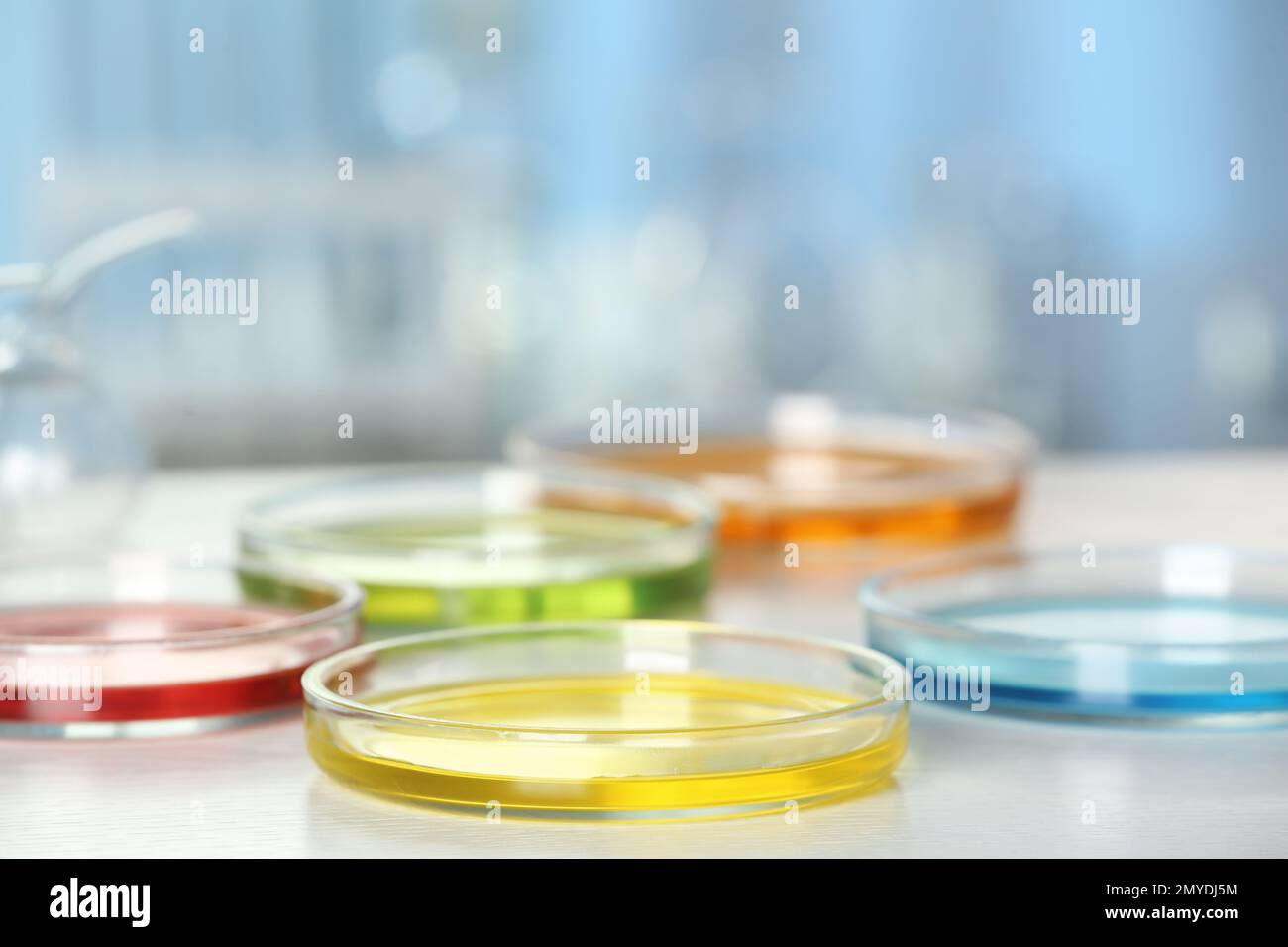 Petri dishes with liquid samples on table. Laboratory analysis Stock ...