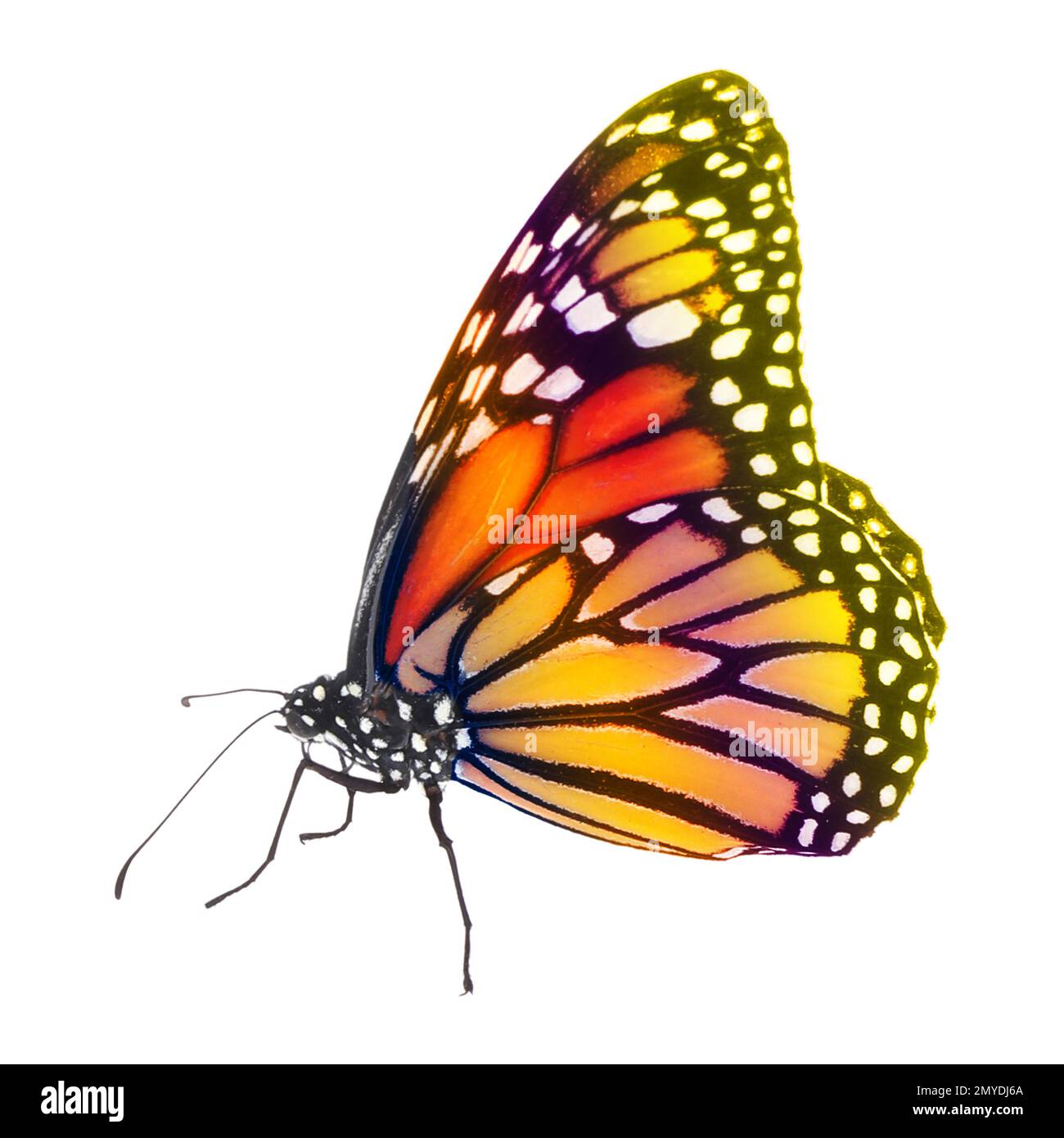 Amazing bright color butterfly isolated on white Stock Photo - Alamy