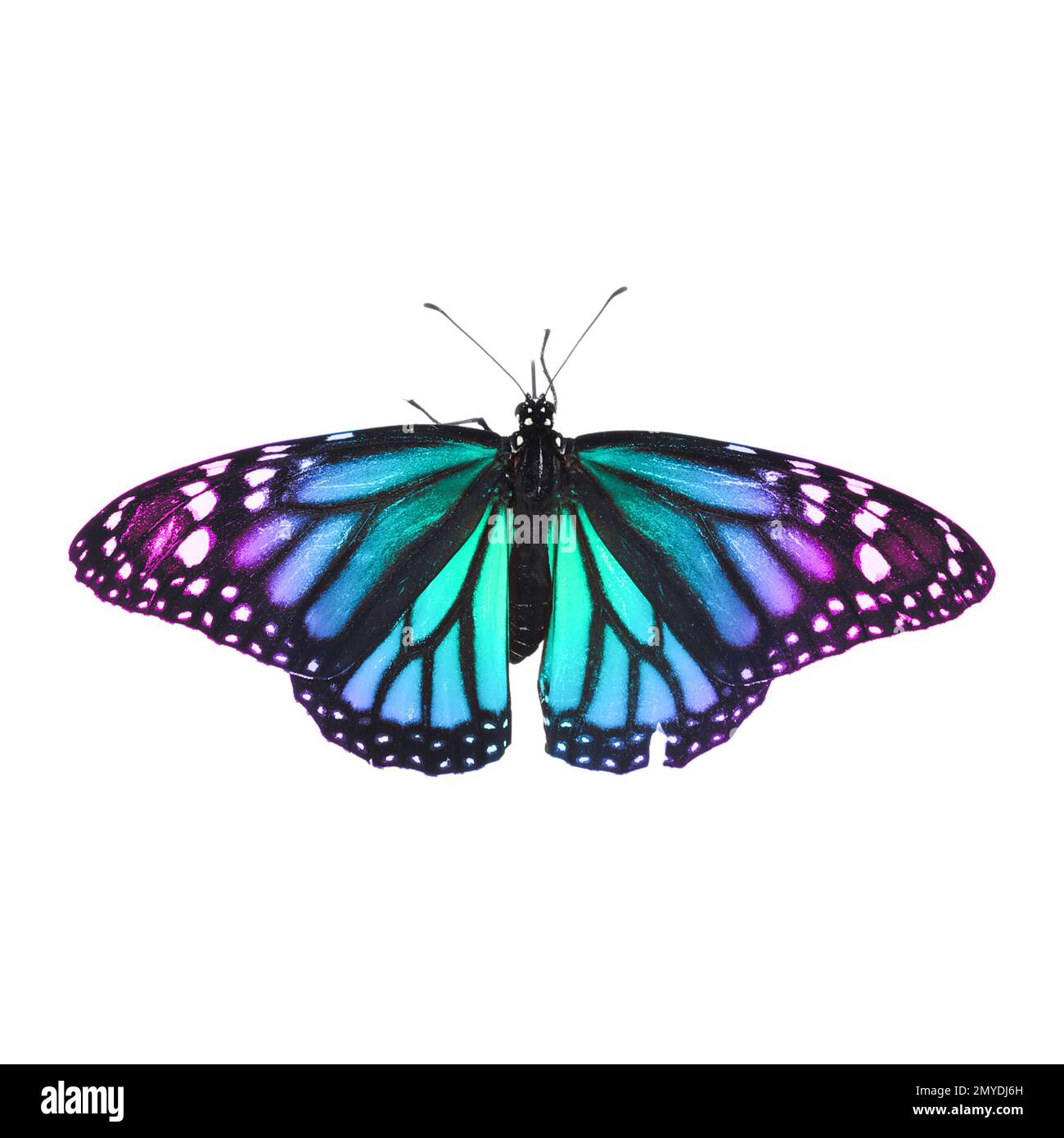 Monarch butterfly on bright pink Cut Out Stock Images & Pictures - Alamy
