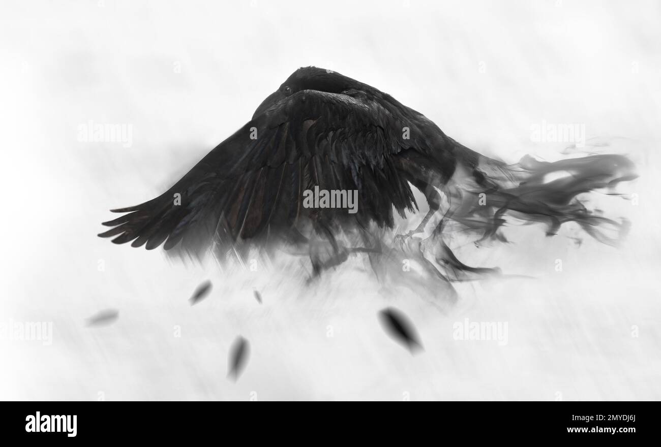 Black raven flying through mist, fantasy image Stock Photo - Alamy