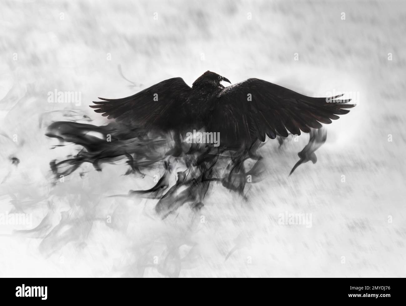 Black raven flying through mist, fantasy image Stock Photo - Alamy