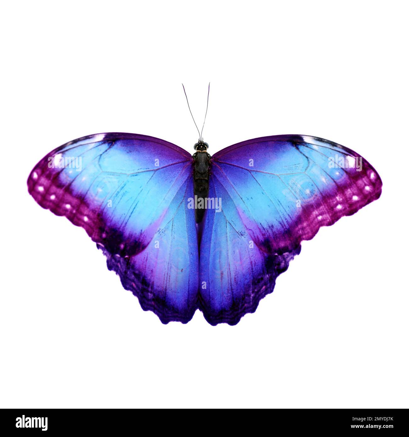 Amazing bright color butterfly isolated on white Stock Photo - Alamy