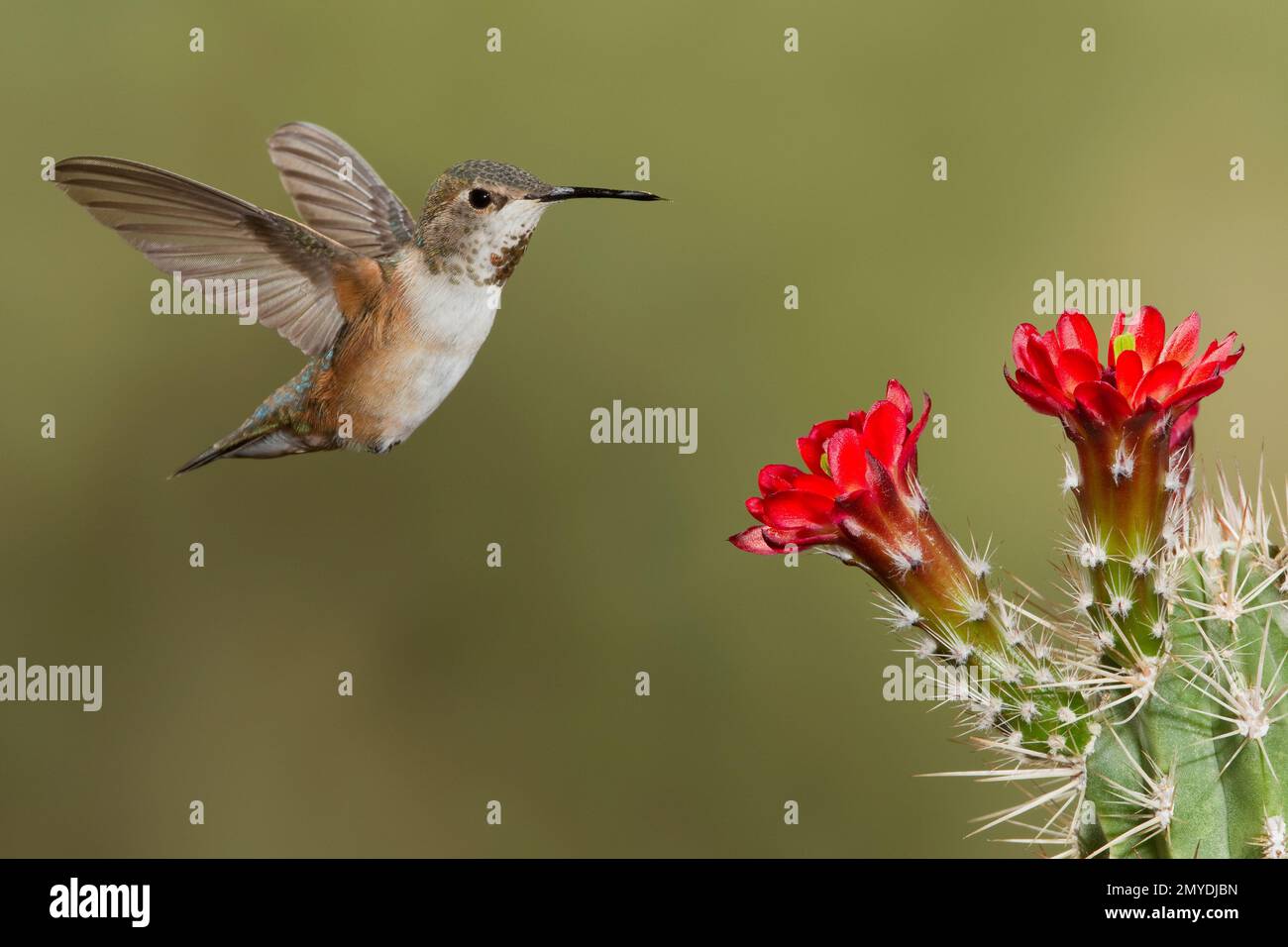 Hummingbird selasphorus sp hi-res stock photography and images - Alamy