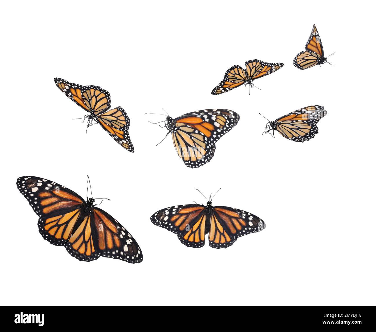Amazing monarch butterflies flying on white background Stock Photo - Alamy