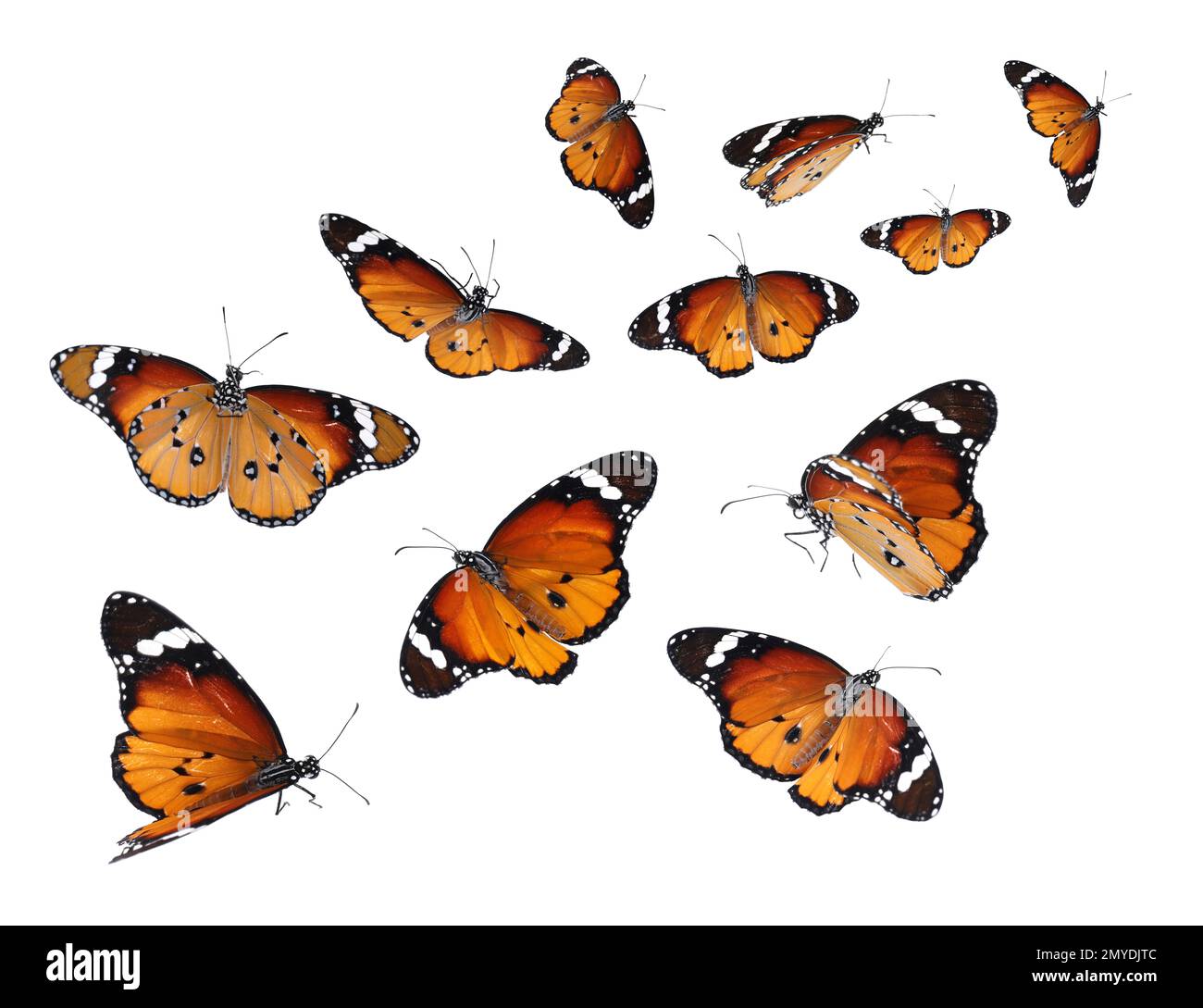 Amazing plain tiger butterflies flying on white background Stock Photo ...