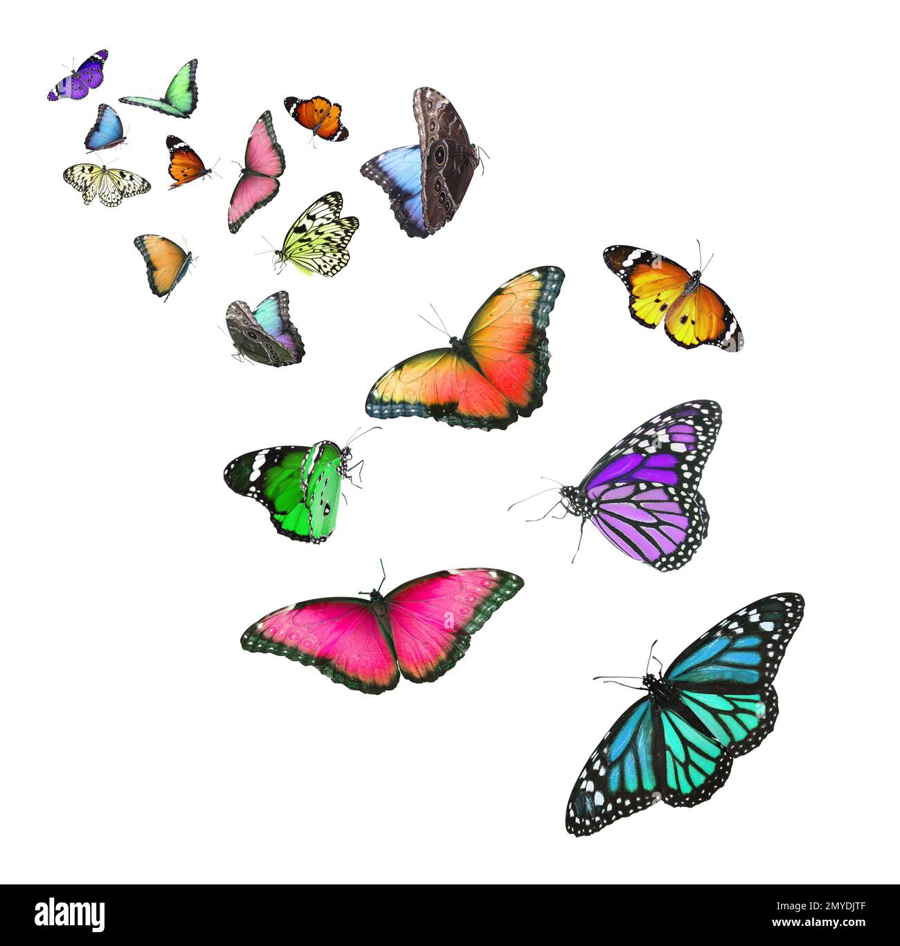 Amazing different butterflies flying on white background Stock Photo ...