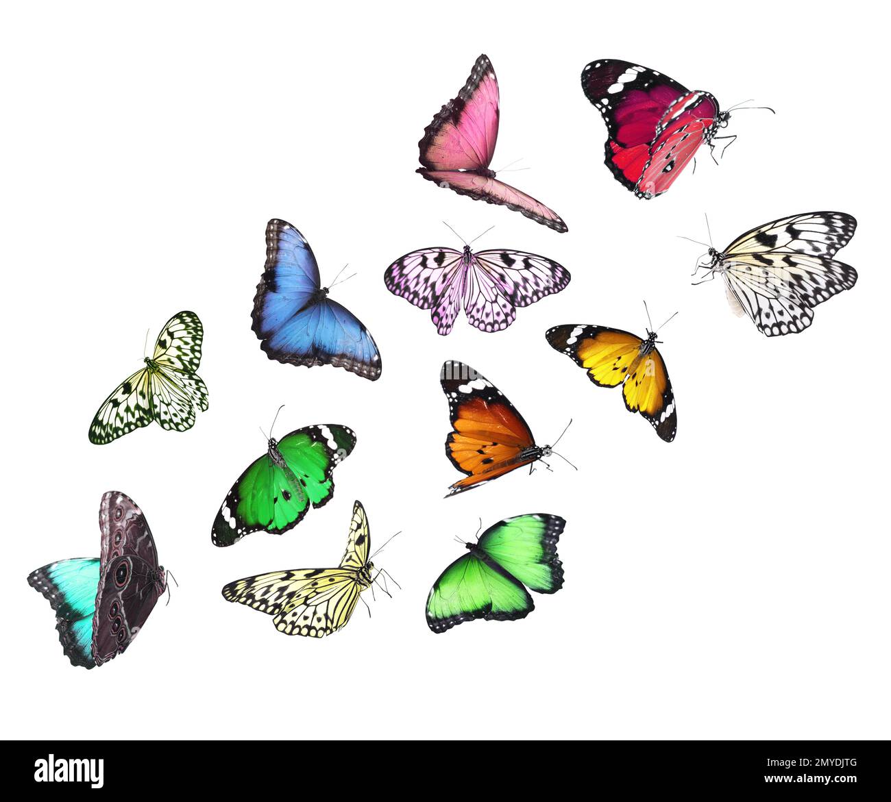 Amazing different butterflies flying on white background Stock Photo ...