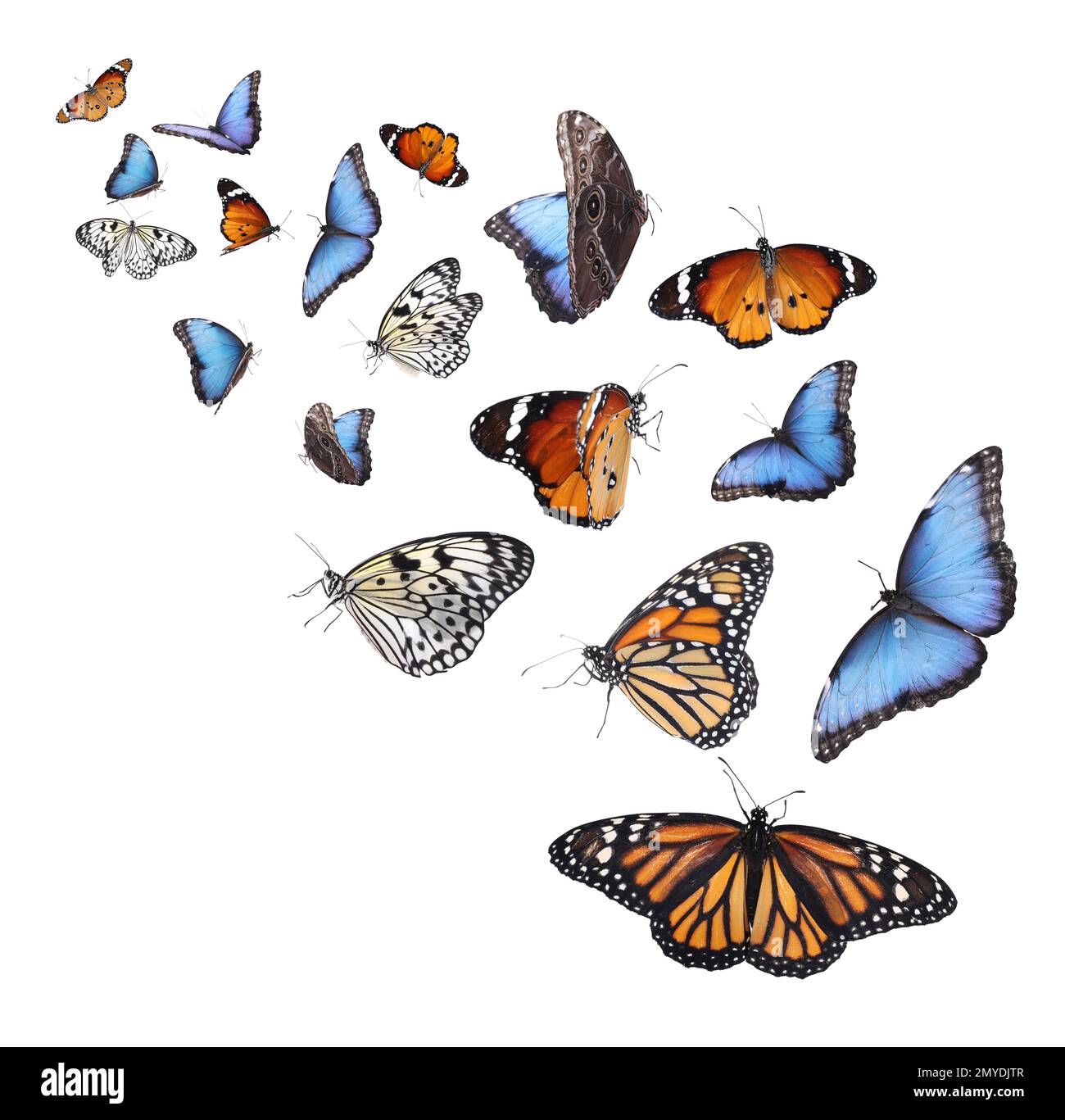 Amazing different butterflies flying on white background Stock Photo ...