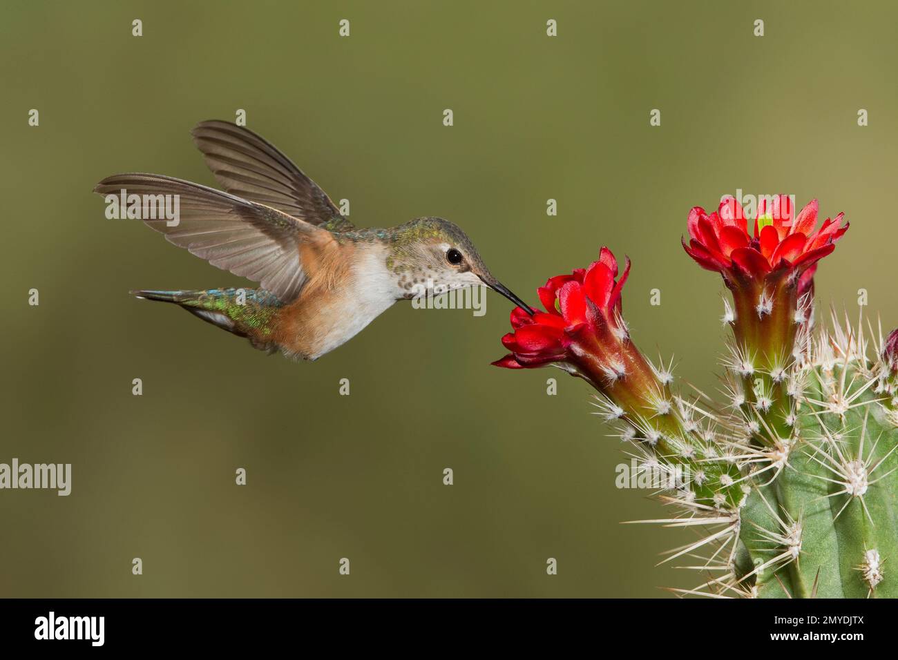 Rufous Hummingbird female, Selasphorus rufus, feeding at cactus flower ...