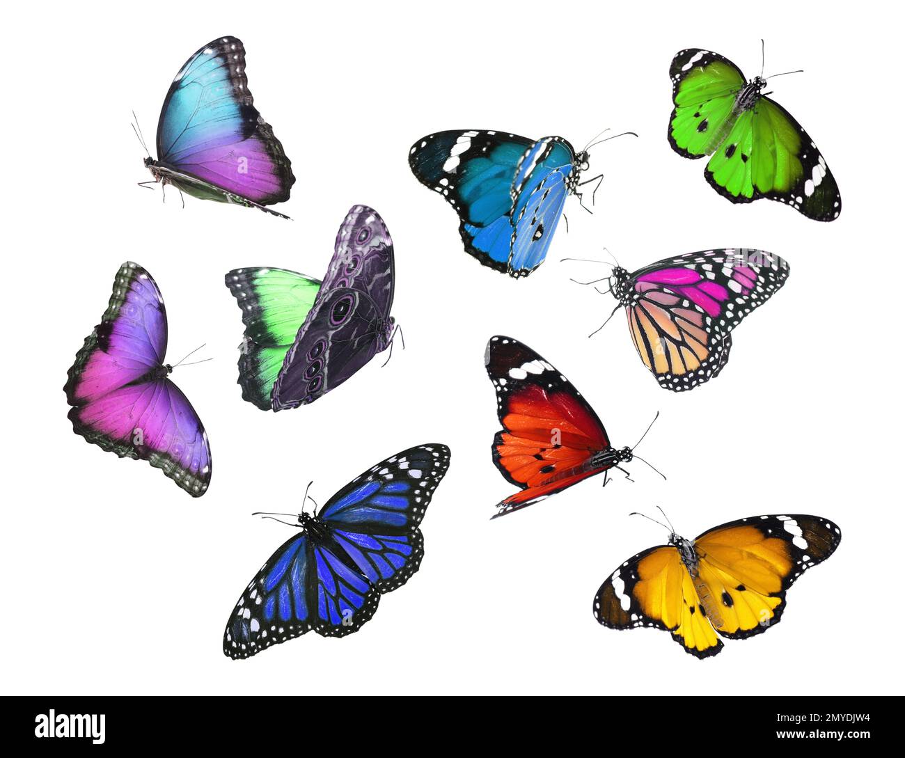 Amazing different butterflies flying on white background Stock Photo ...