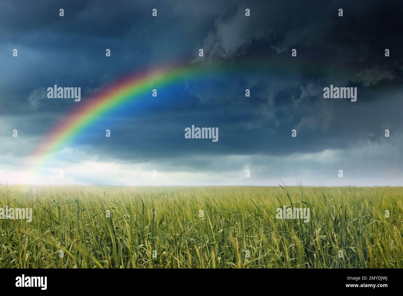 Amazing rainbow over wheat field under stormy sky Stock Photo - Alamy