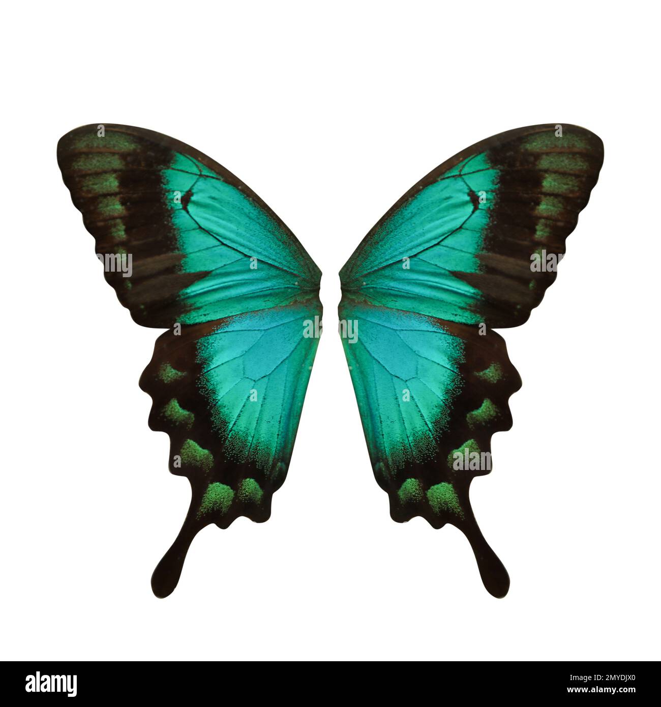 Beautiful sea green swallowtail butterfly wings on white background ...