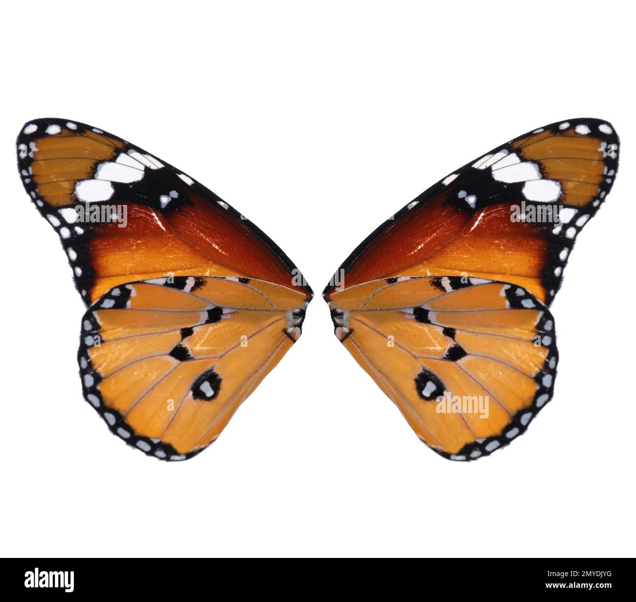 Beautiful plain tiger butterfly wings on white background Stock Photo ...