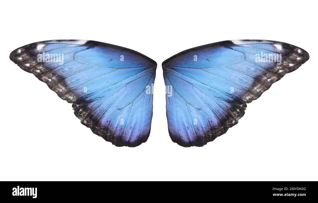 Beautiful morpho butterfly wings on white background Stock Photo - Alamy