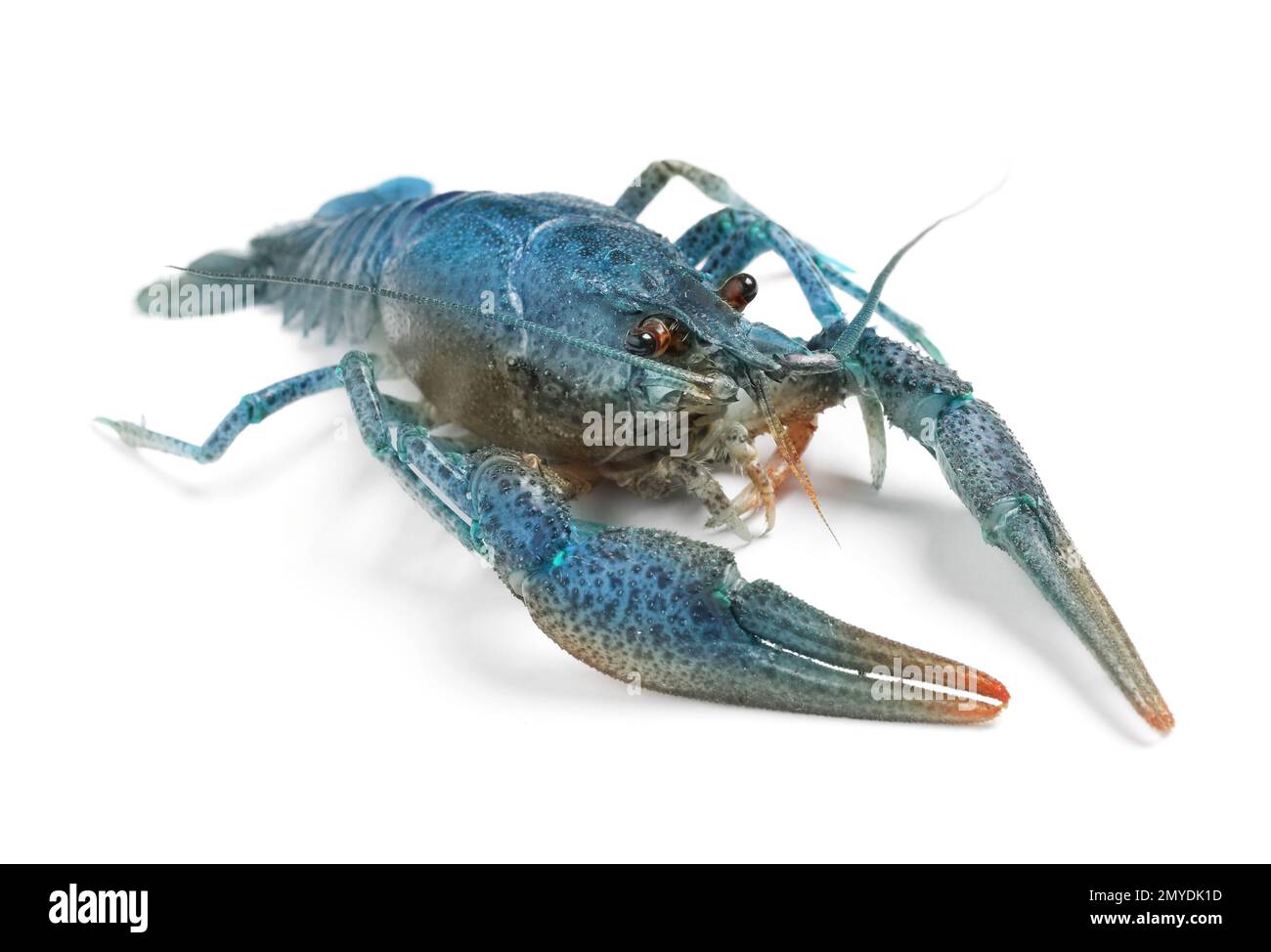 Blue crayfish isolated on white. Freshwater crustacean Stock Photo - Alamy
