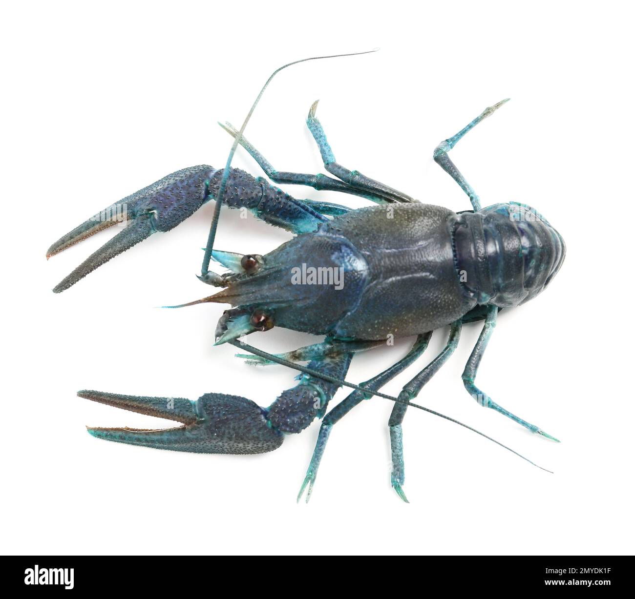 Blue crayfish isolated on white, top view. Freshwater crustacean Stock ...